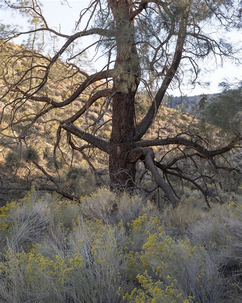Gray Pine — Gathering Growth