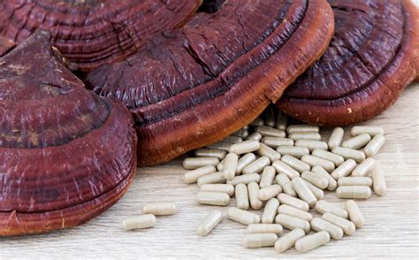 Ciuperca Reishi Proprietăți Medicinale și Contraindicații •