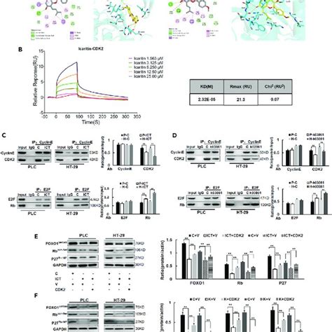 Icaritin Inhibits Cdk2cyclin E Complex Formation And Cdk2 Activation