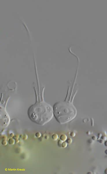 All Procaryonts Real Micro Life