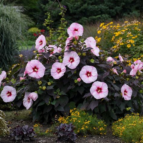 Summerific® Perfect Storm Rose Mallow Jardineries Botanix
