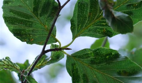 Beech Leaf Disease Causes Prevention And Treatment Options In The