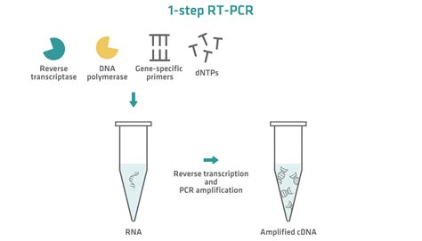 The Essential Guide To Rt Pcr Integra
