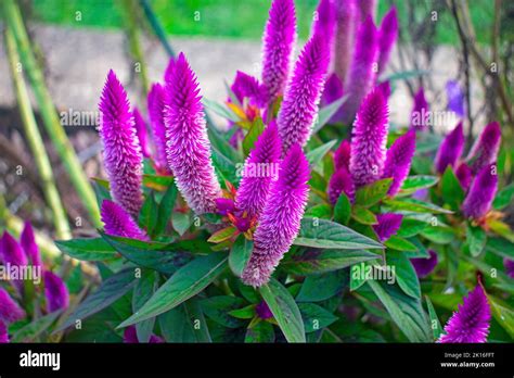 Bright Purple Cockscomb Celosia Caracas Flowers On A Bed Of Green Leaves And Stalks 01 Stock