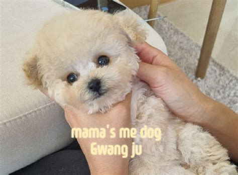 토이푸들 광주강아지분양 마마스미독