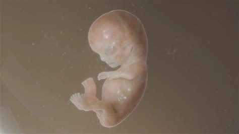 3d Anatomy Models Of Embriology Voka