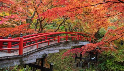 Japan Fall Foliage Autumn In Japan Map Cskoq