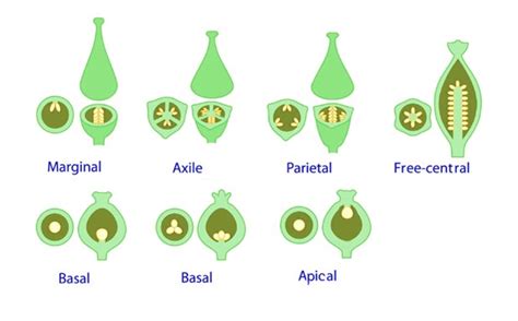The Arrangements Of Ovules Within The Ovary Is Known As Placentation