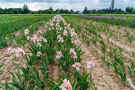 Iris Field Rows 2 Stock Image Image Of Scenic Iris 280769289