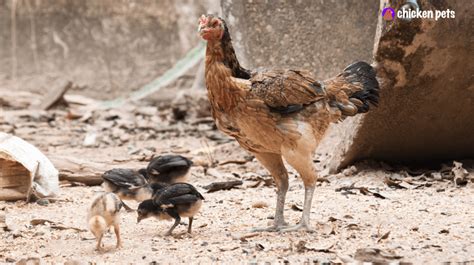 Aseel Chicken Breed What Is It Chicken Pets