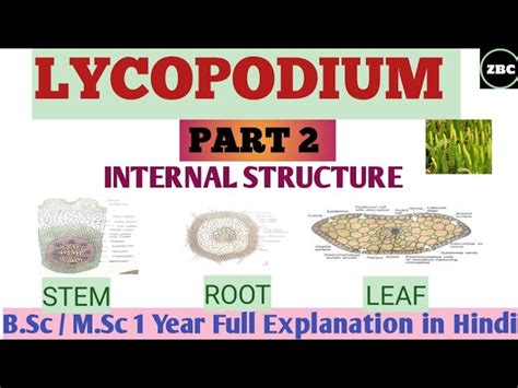 Lycopodium Root