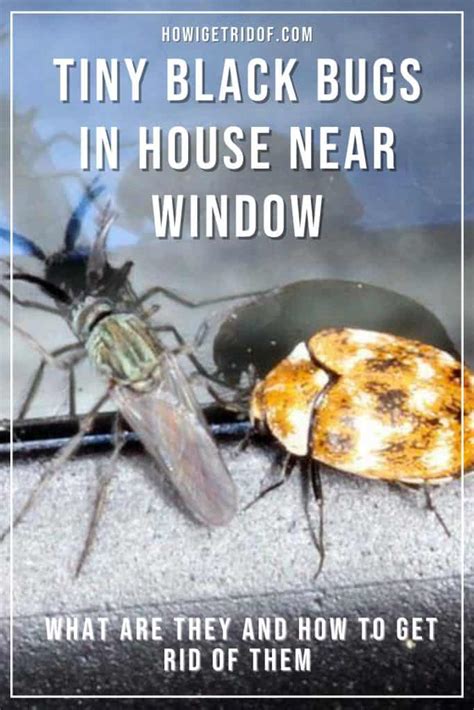 Tiny Black Bugs In House Near Window What Are They And How To Get Rid