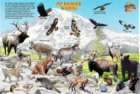Franko Maps Mount Rainier National Park Wildlife 2014 Michael Müller