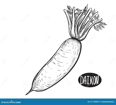 Radish And Daikon Or Mooli Raphanus Sativus Ink Black And White Doodle Drawing Vector
