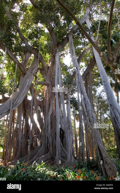 Ficus Macrophylla Subsp Columnaris Lord Howe Island Banyan Miw250896 Photos Horticultura