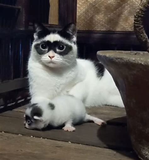 Internet Sensation Zorro Cats Mini Me Bandit Takes The Spotlight