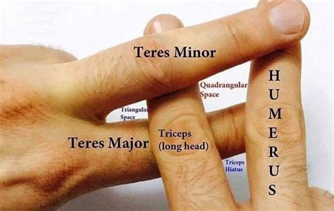 Physioosteobook Triangular Interval Syndrome Tis