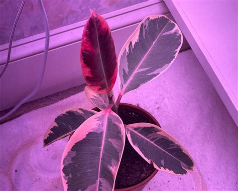 Choosing Fertilizer For My Ficus Ruby