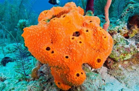Types Of Sea Sponges