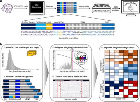 High Throughput Single Cell Long Read Sequencing Analyses Of Same Cell Juan Caceres Torres