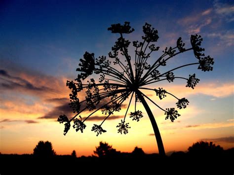 Mysql Select結果に連番をつける Yoheim Net