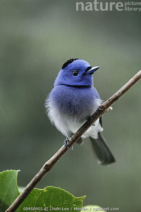 Black Naped Monarch Hypothymis