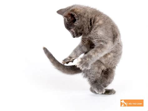 Ngôn Ngữ đuôi Mèo Là Gì Đọc Trạng Thái Của Mèo Qua đuôi Chính Xác