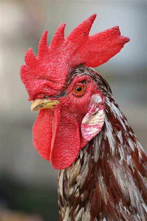 How Does A Rooster At Paige Cremean Blog
