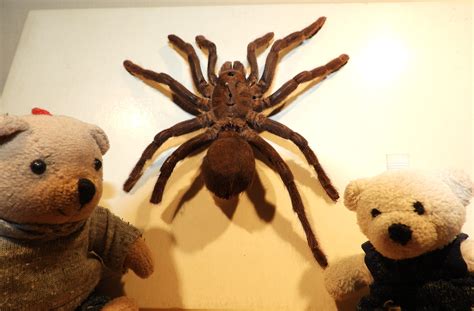 La Classification Des Arthropodes Les Cours De Max