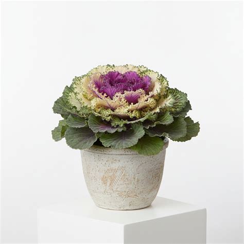 Ornamental Kale Care Grow Vibrant Fall Color Junglistan