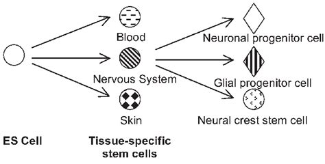 The Generation Of A Tissue Requires The Sequential Generation Of