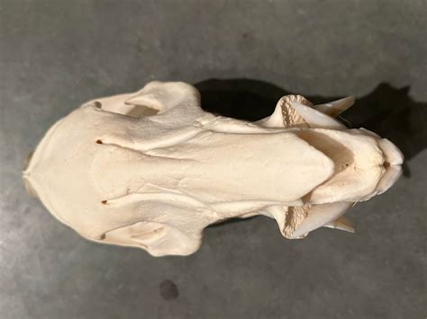 Collared Peccary Skull 00581 Craniates Curiosites Oddity Sales And