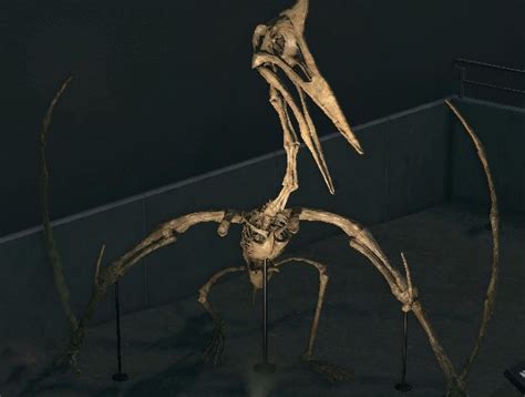 Quetzalcoatlus Fossil
