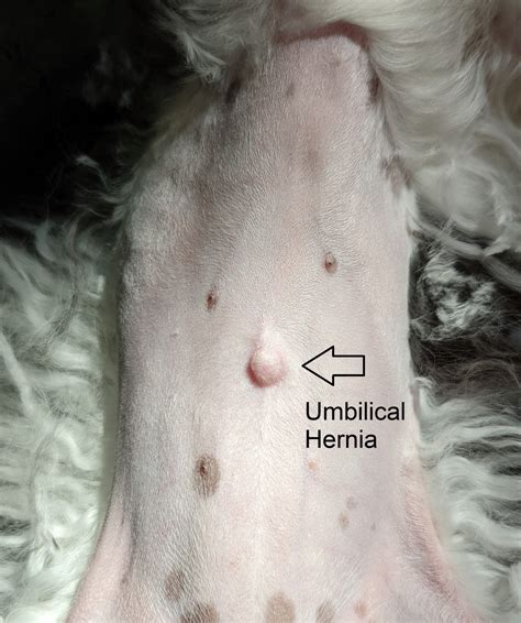 Hernia Repair At Desexing Pittwater Animal Hospital