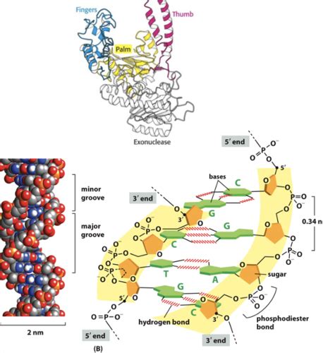 Dna Replication Week 4 Flashcards Quizlet