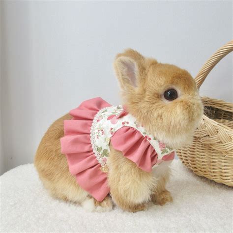Bunnyfashionwear Etsy Canada Outfits For Rabbits Bunny Outfits For