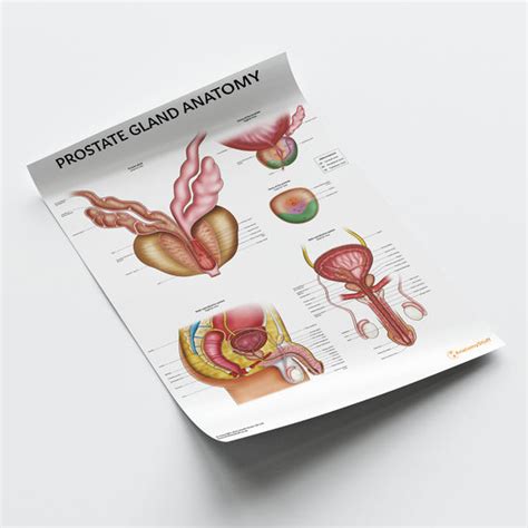 Prostate Anatomy Poster Male Reproduction Chart Anatomystuff
