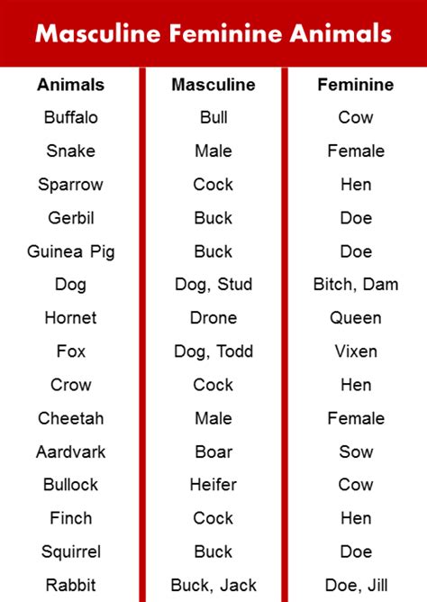 Masculine And Feminine Gender Examples Imperfect Masculine And Feminine