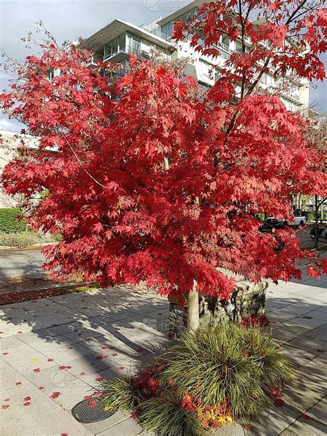 小枫树的叶子鲜红