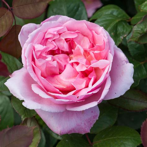 Brother Cadfael Ausglobe English Shrub Rose David Austin Roses