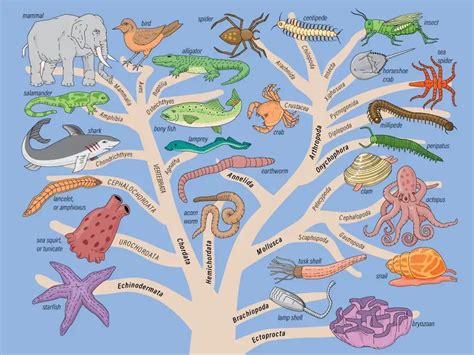 Evolutionary Tree Lineage At Beau Galway Blog