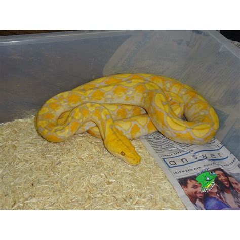 Lavender Albino Reticulated Python 4 To 5ft Strictly Reptiles