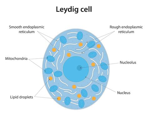 Leydig Cell Images Free Download On Freepik