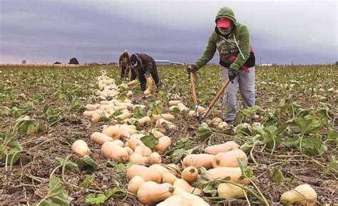 Nab Orders August Crop Import Ban Business The Namibian