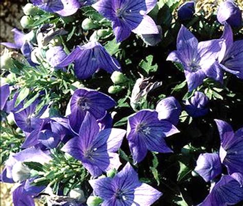 Balloon Flower Rose Platycodon Grandiflorus Seeds