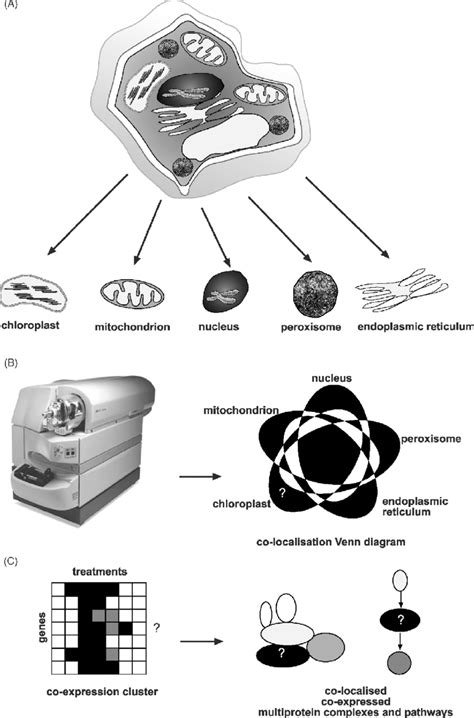 A Pathway From Location To Function Using Subcellular Proteomics A