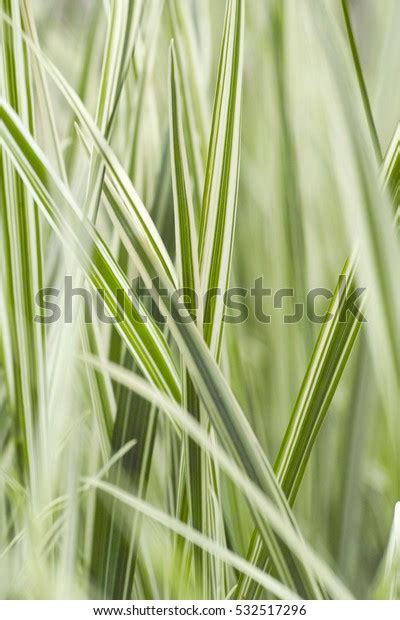 679 Creeping Soft Grass Royalty Free Photos And Stock Images Shutterstock