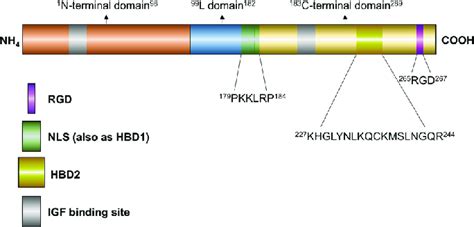 Domain Organization Of Human Igfbp2 Protein Mature Igfbp2 Commonly