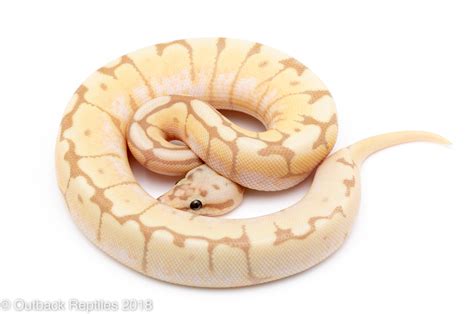 Bumblebee Ball Python