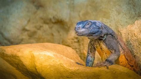 “invasive” Iguanas Spared Eradication As Its Discovered They Were On